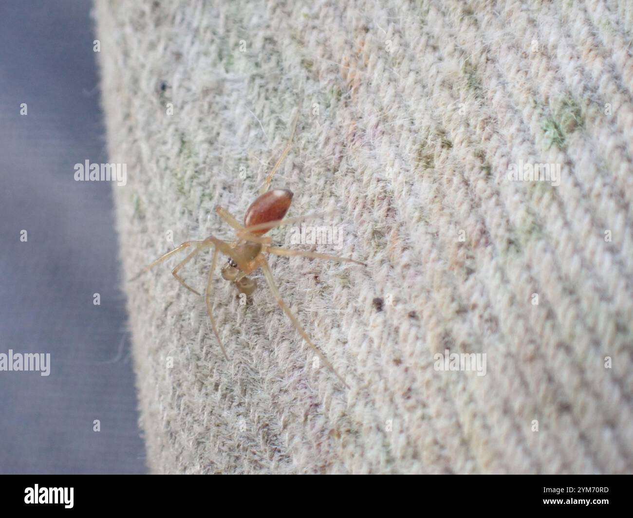 Typical Spiders (Araneomorphae Stock Photo - Alamy