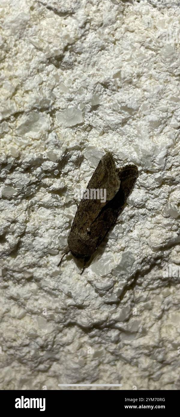Variegated Cutworm Moth (Peridroma saucia Stock Photo - Alamy