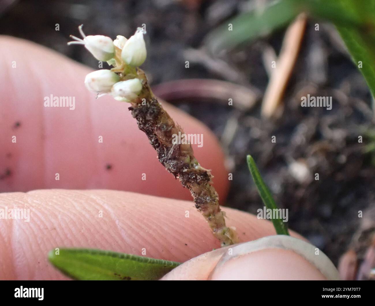 alpine bistort (Bistorta vivipara Stock Photo - Alamy