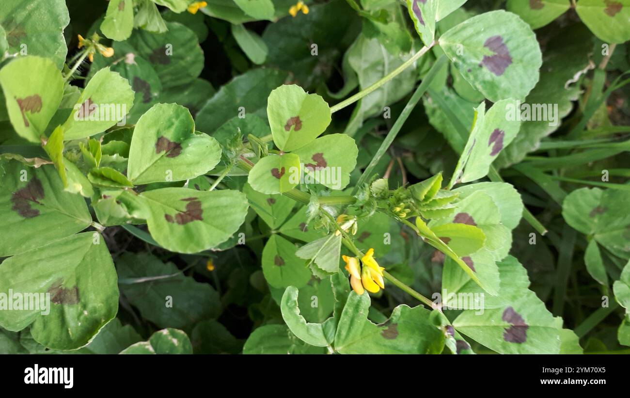 Spotted medick (Medicago arabica Stock Photo - Alamy