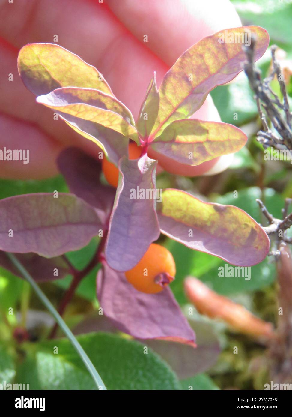 Northern Comandra (Geocaulon lividum Stock Photo - Alamy