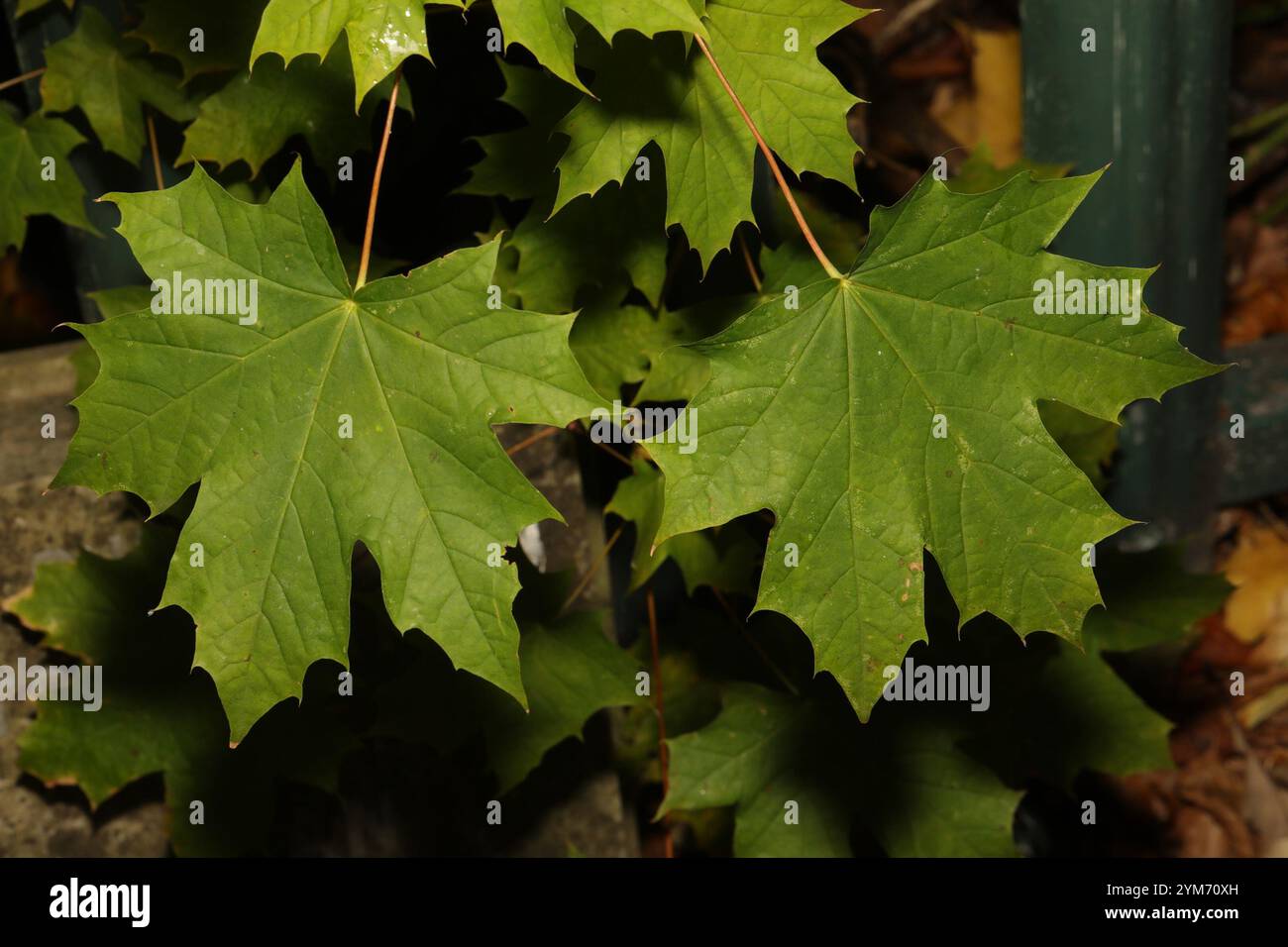 Norway maple (Acer platanoides Stock Photo - Alamy