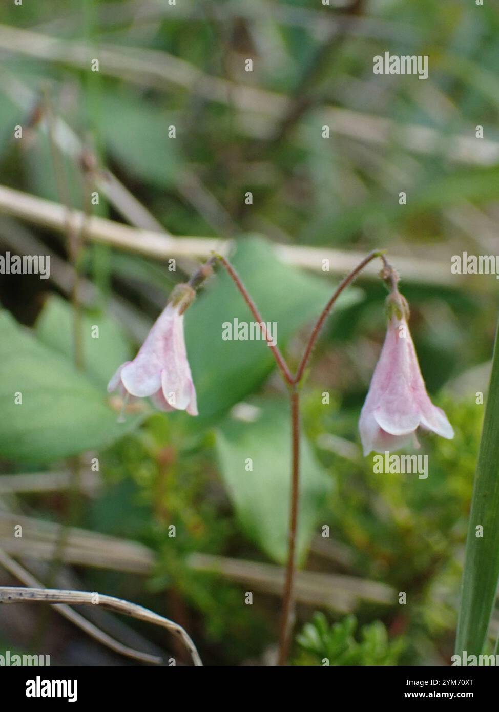 Twinflower (Linnaea borealis Stock Photo - Alamy