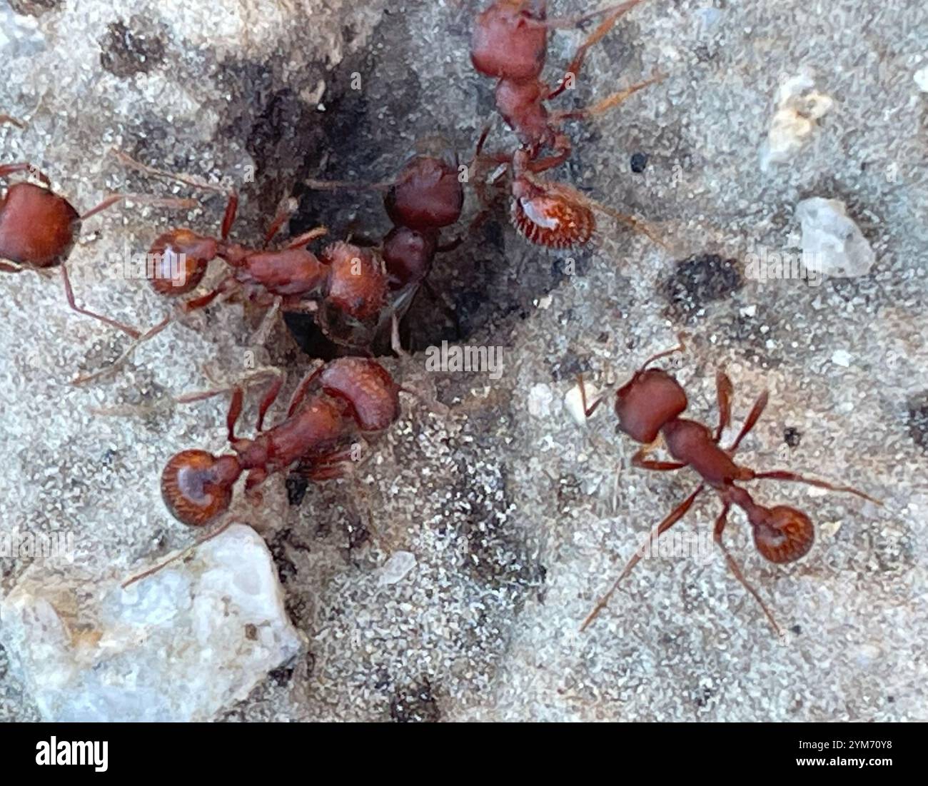 California Harvester Ant (Pogonomyrmex californicus Stock Photo - Alamy