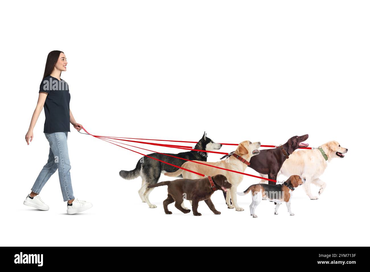 Young woman with six different dogs on white background. Dog walking ...