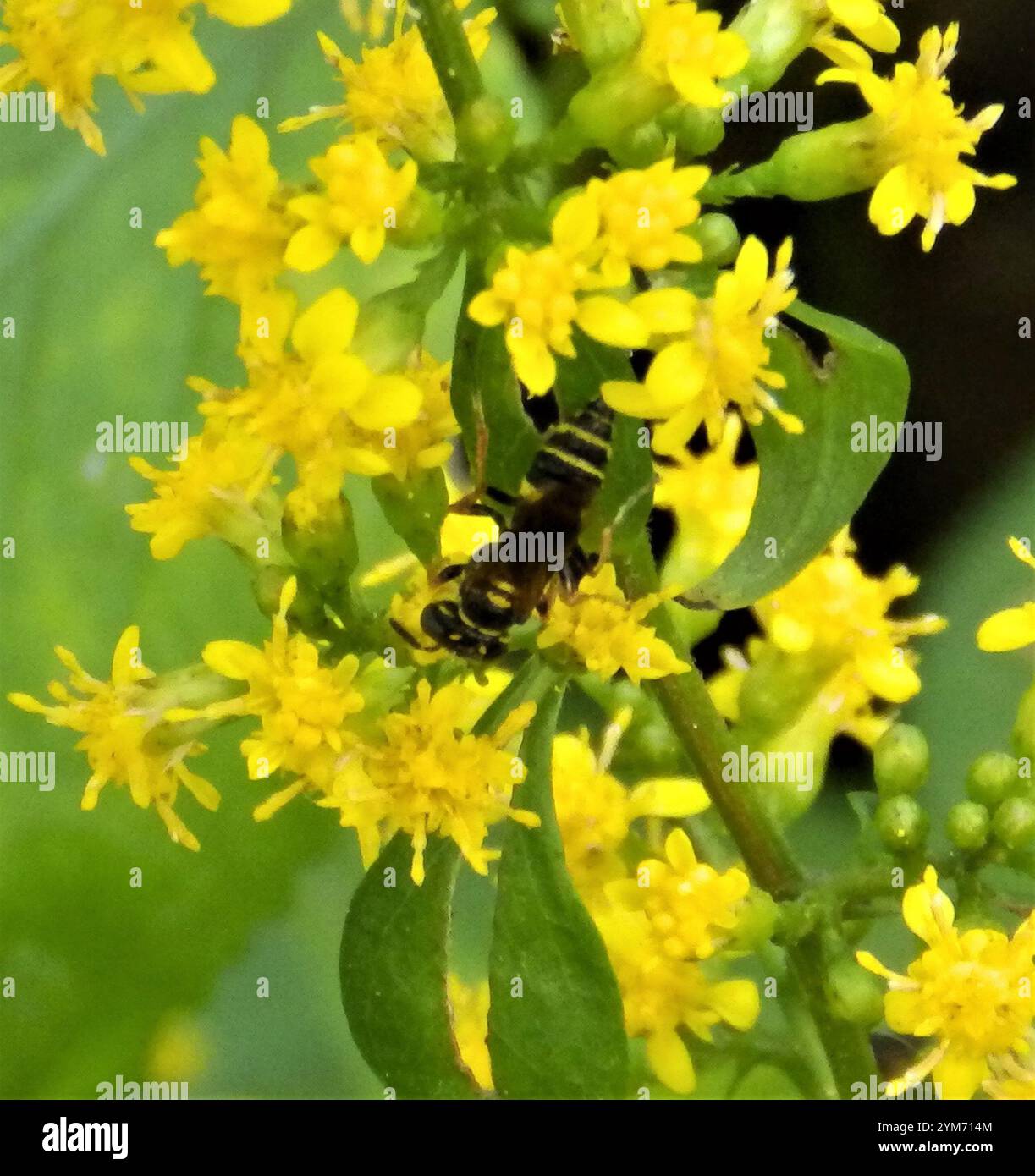 Hump-backed Beewolf (Philanthus gibbosus Stock Photo - Alamy