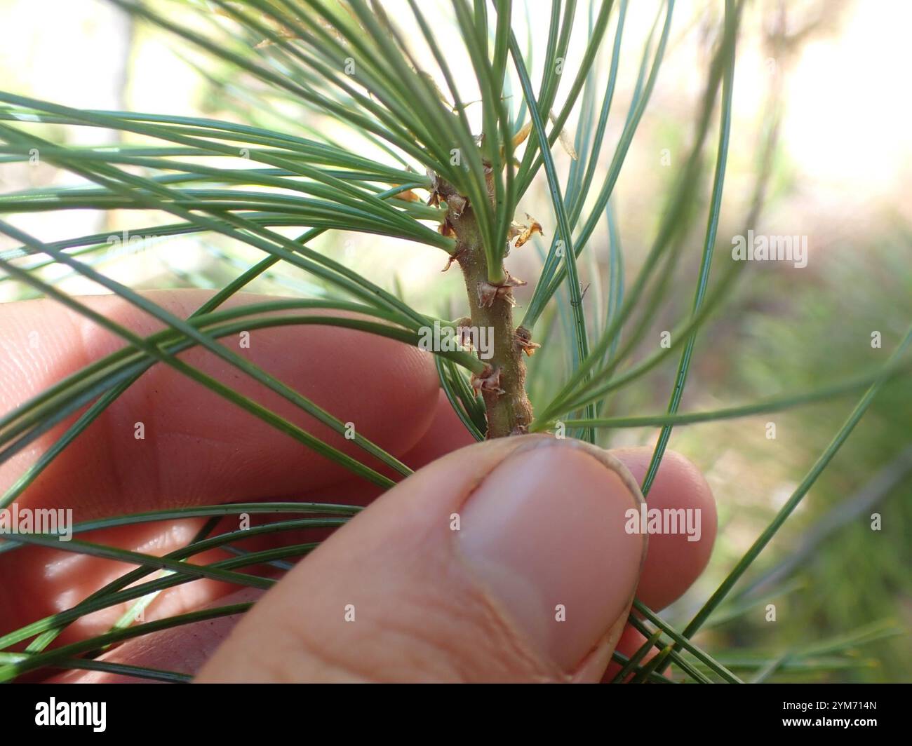 western white pine (Pinus monticola Stock Photo - Alamy