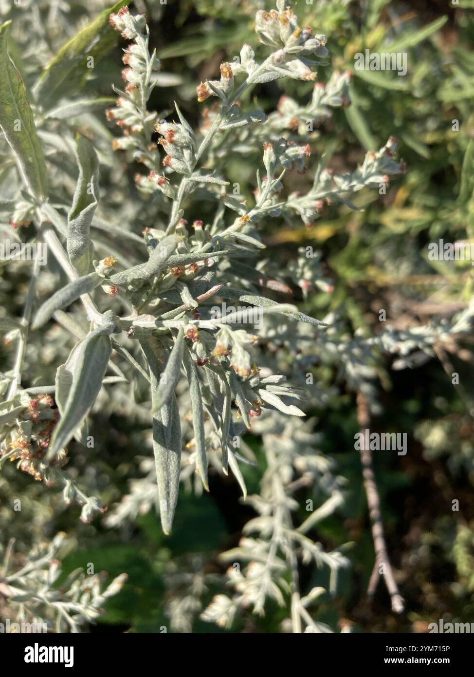 Silver Wormwood (Artemisia ludoviciana Stock Photo - Alamy