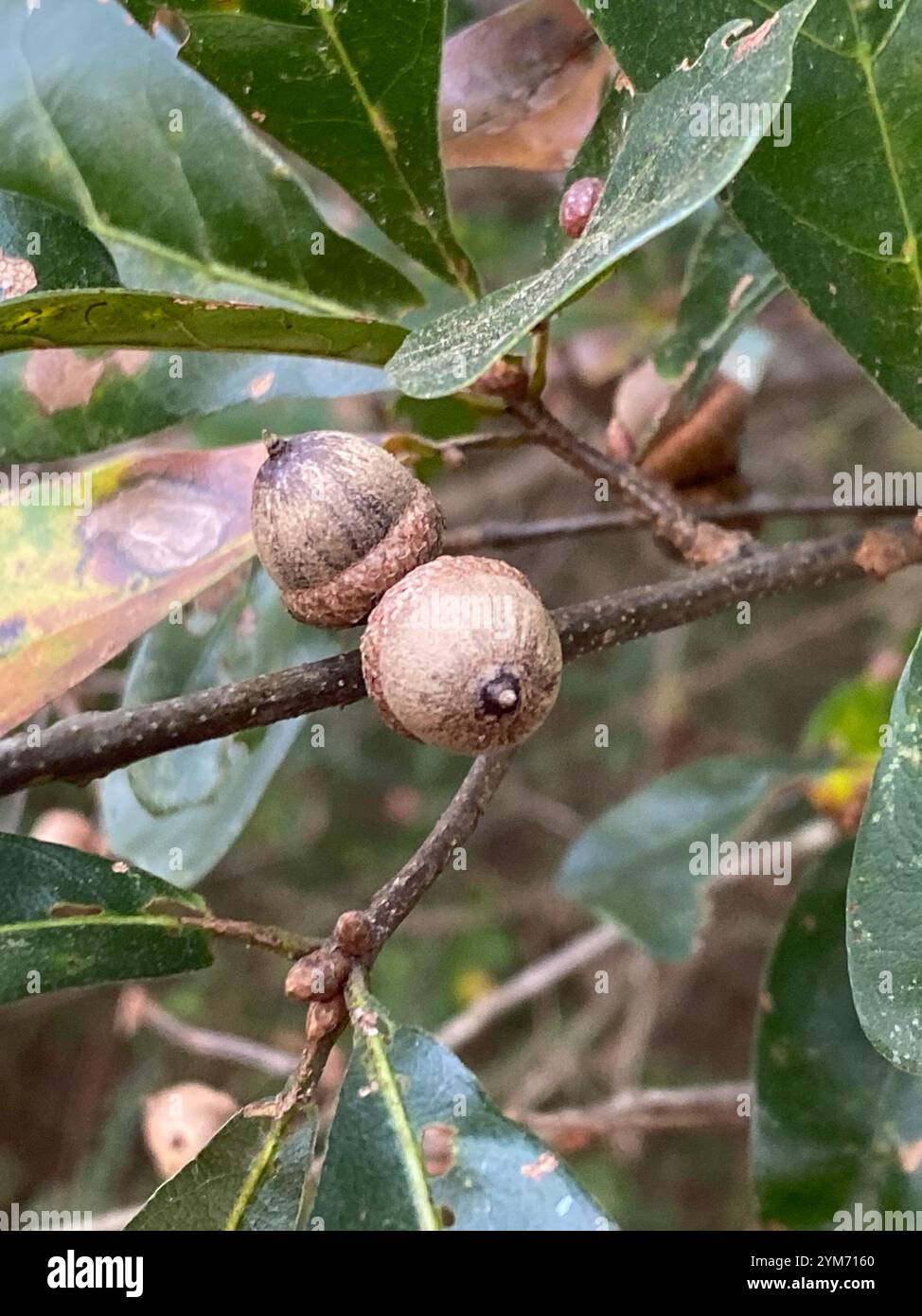 water oak (Quercus nigra Stock Photo - Alamy