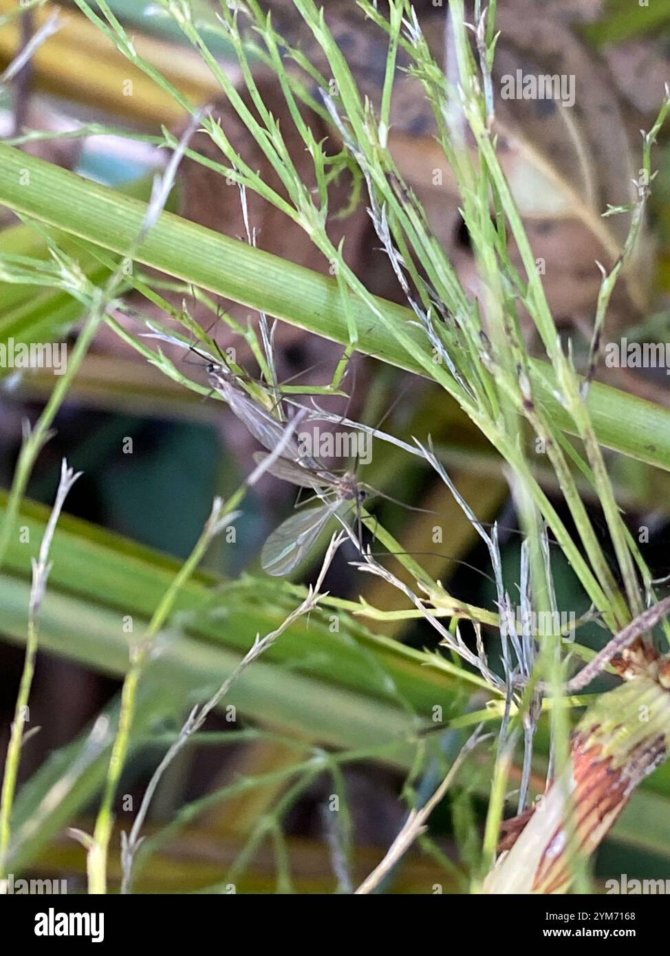 Typical Crane Flies (Tipuloidea Stock Photo - Alamy