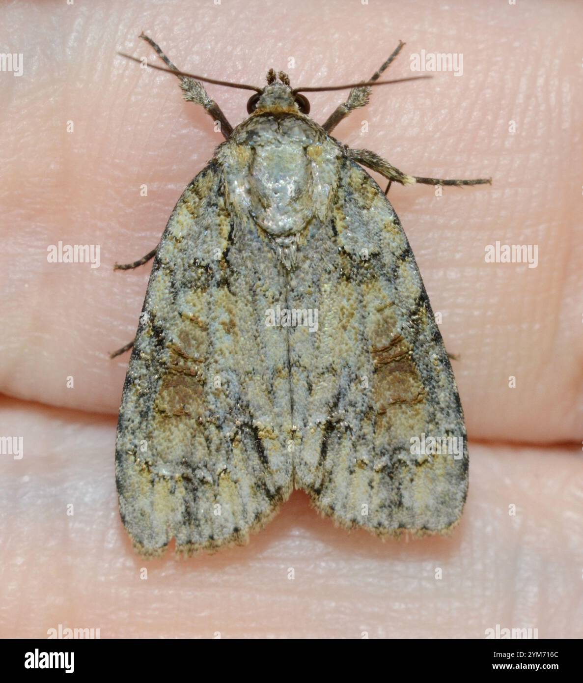 Lesser Oak Dagger (Acronicta exilis Stock Photo - Alamy