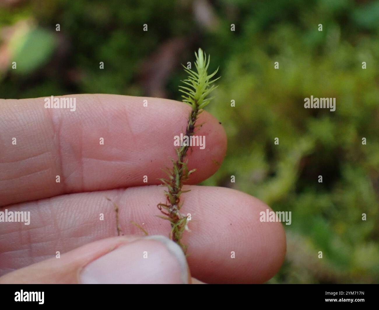 ribbed bog moss (Aulacomnium palustre Stock Photo - Alamy