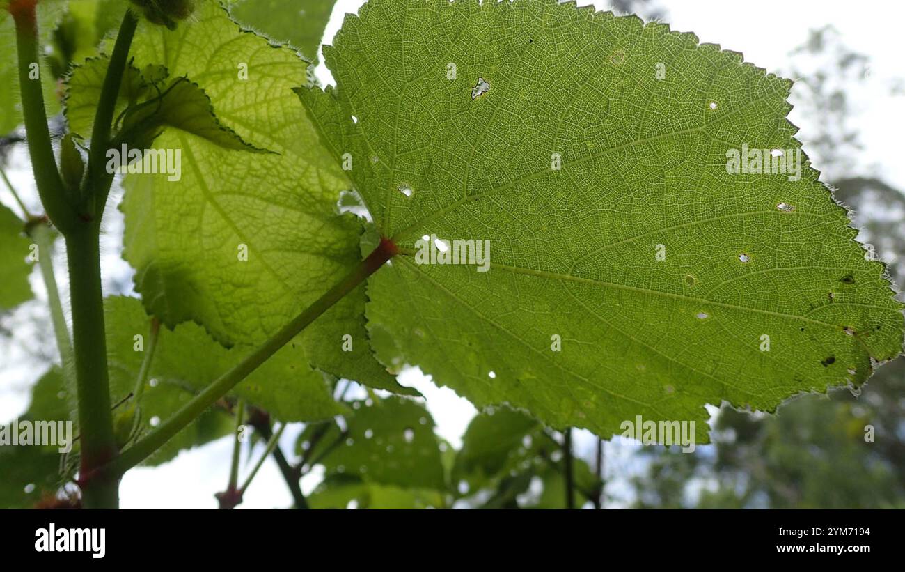 African hemp (Sparrmannia africana Stock Photo - Alamy