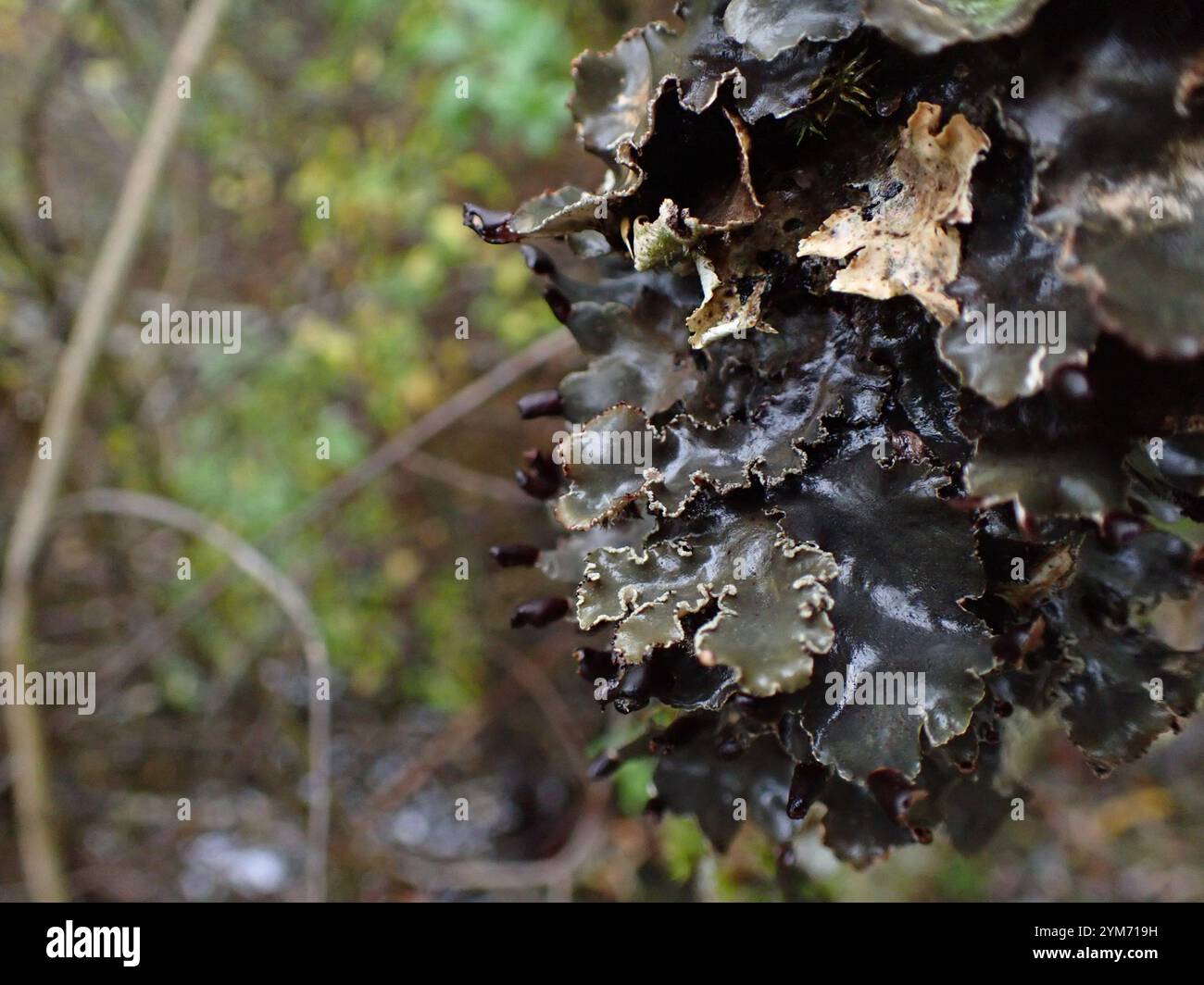 tree pelt lichen (Peltigera collina Stock Photo - Alamy