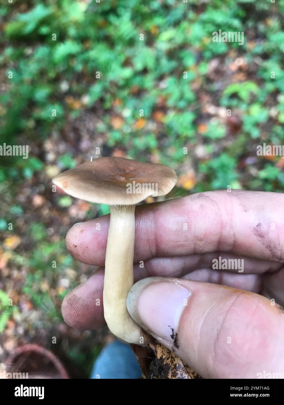 Mild Milkcap (Lactarius subdulcis Stock Photo - Alamy