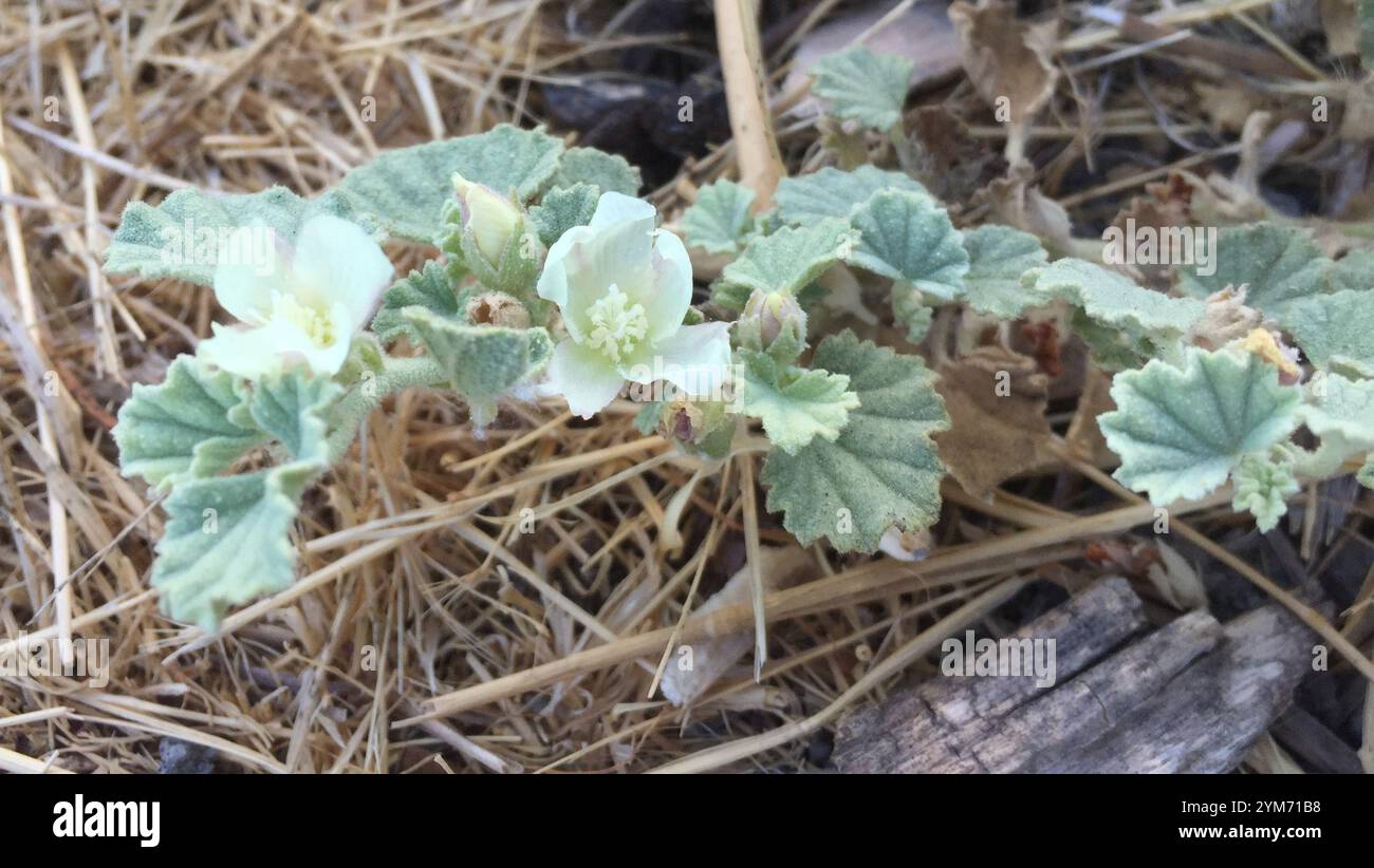 Alkali mallow malvella leprosa hi-res stock photography and images - Alamy