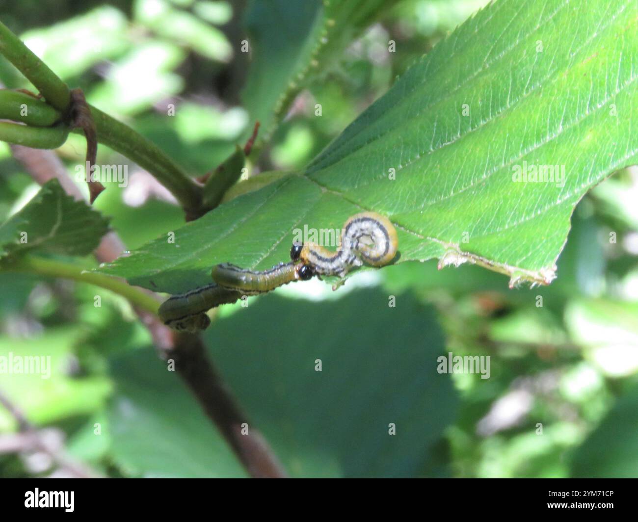 Common Sawflies (Tenthredinidae Stock Photo - Alamy