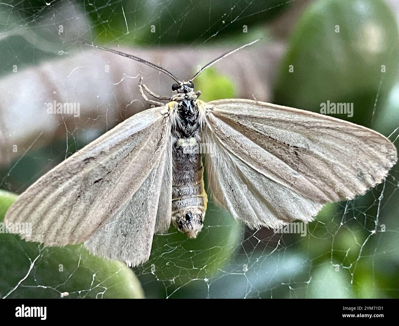 California Oak Moth (Phryganidia californica Stock Photo - Alamy