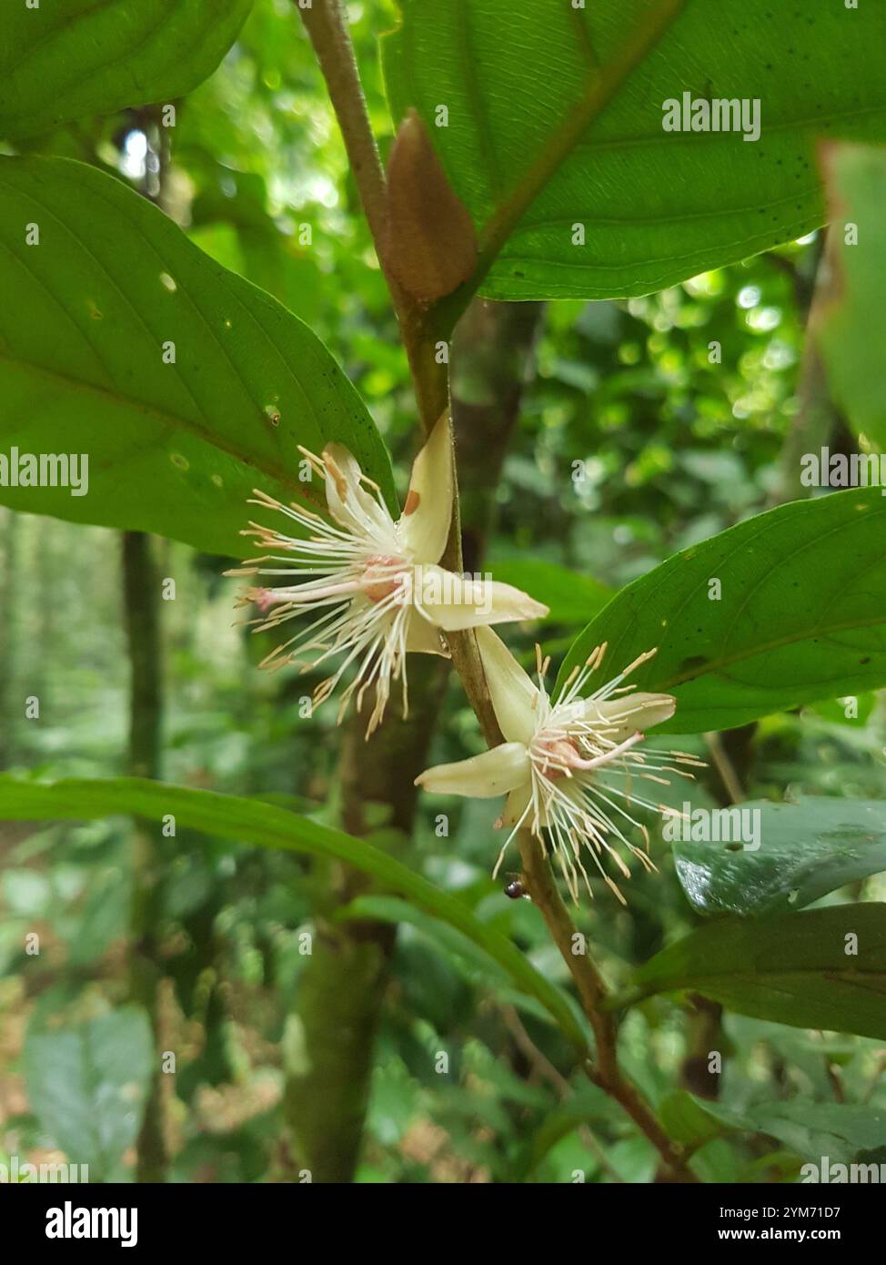 Ryania hi-res stock photography and images - Alamy