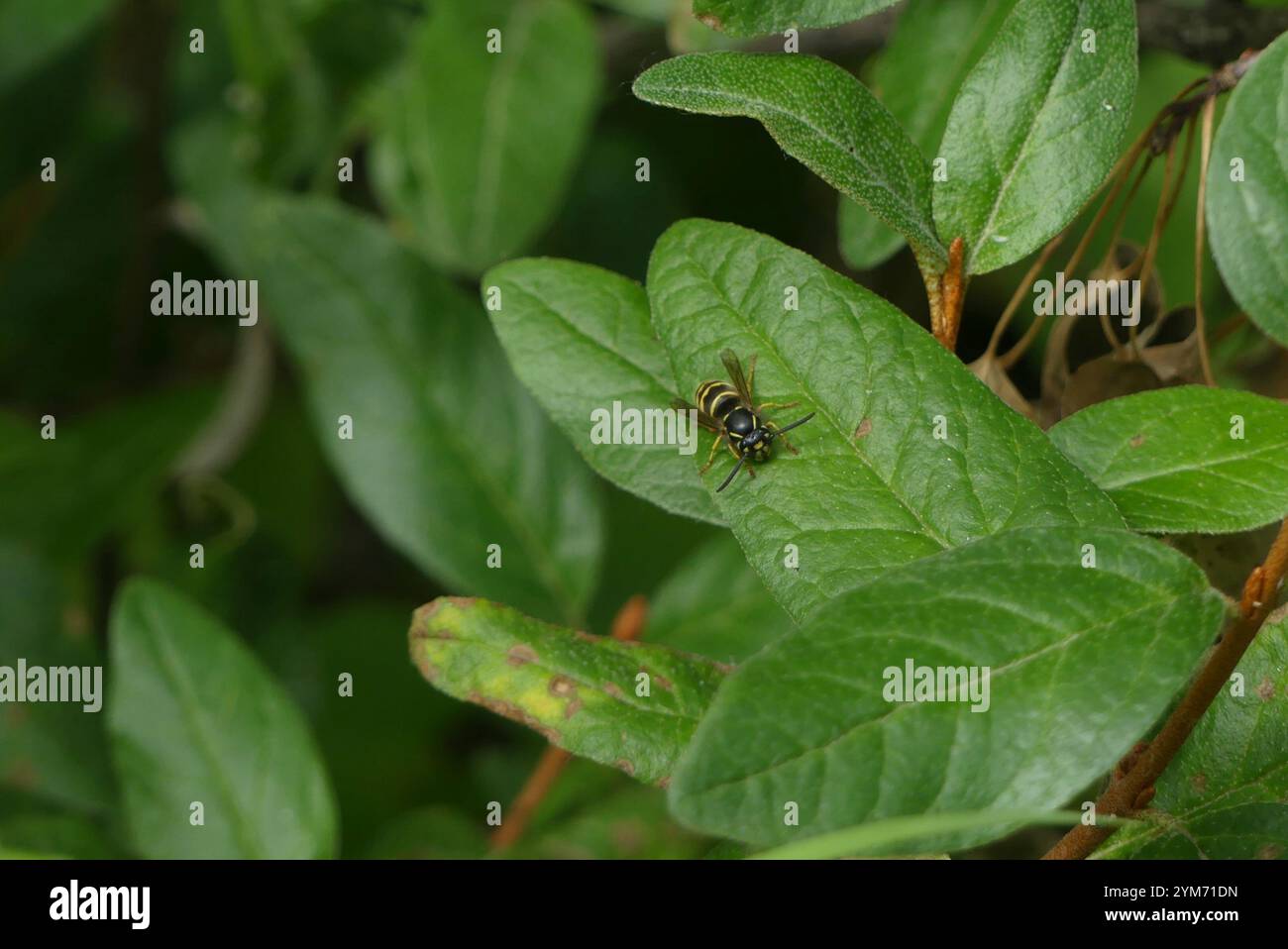 Alaska Yellowjacket (Vespula alascensis Stock Photo - Alamy