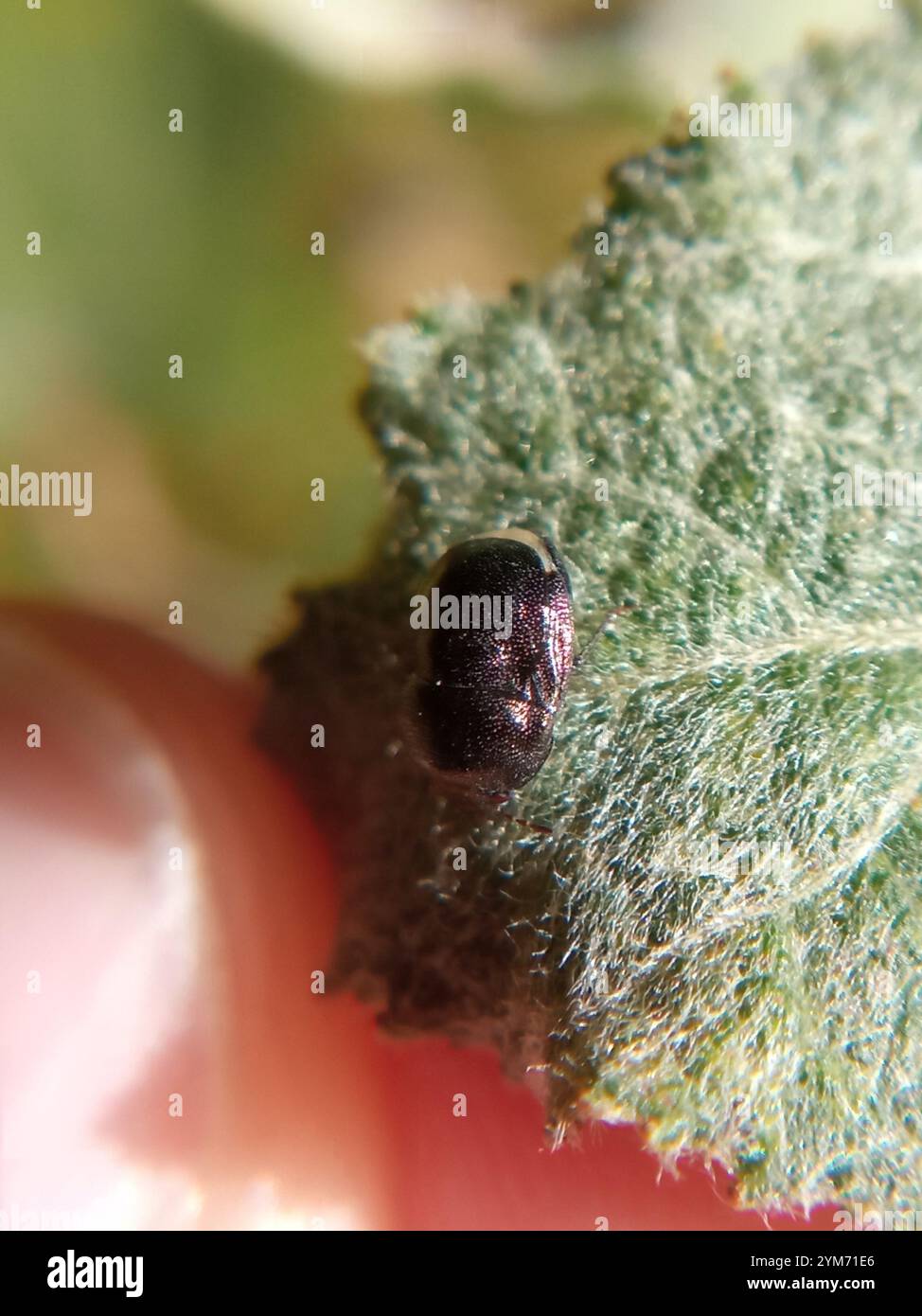 Scarab Shieldbug (Thyreocoris scarabaeoides Stock Photo - Alamy