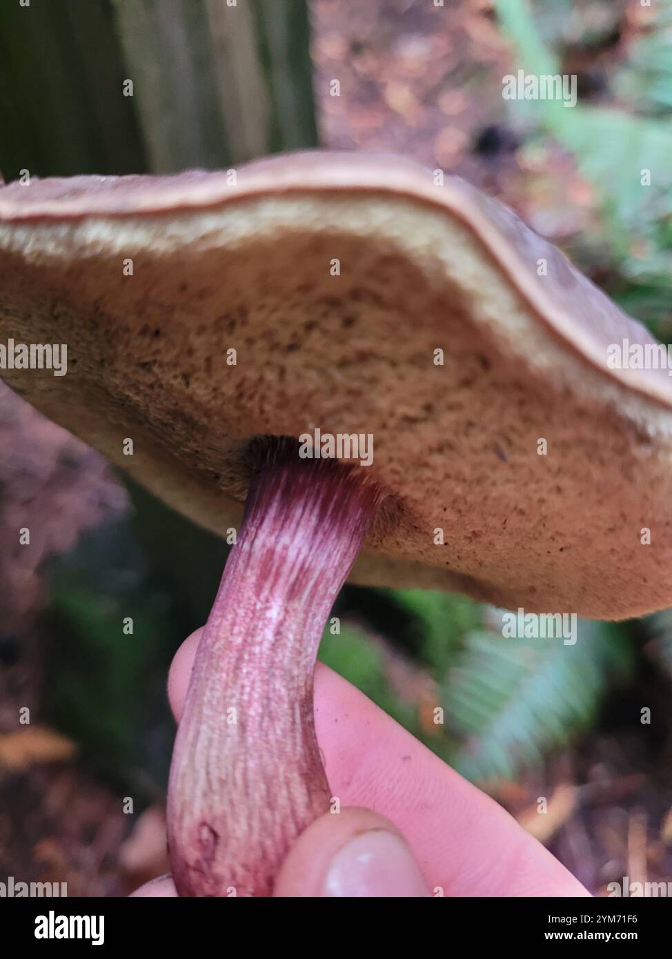Zeller's bolete (Xerocomellus zelleri Stock Photo - Alamy