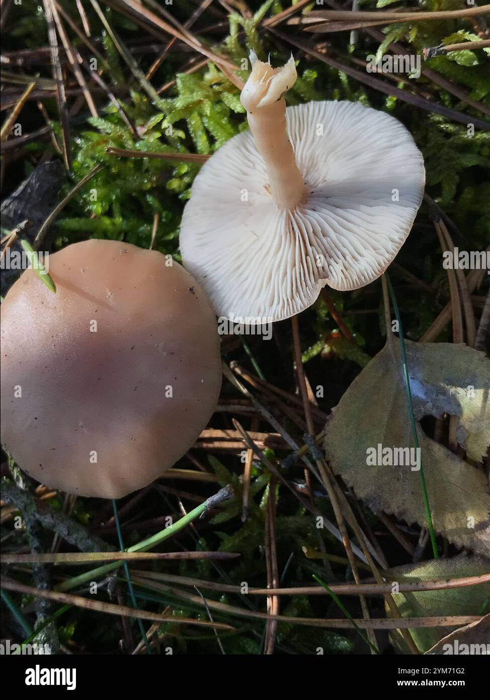 Fragrant Funnel (Clitocybe fragrans Stock Photo - Alamy