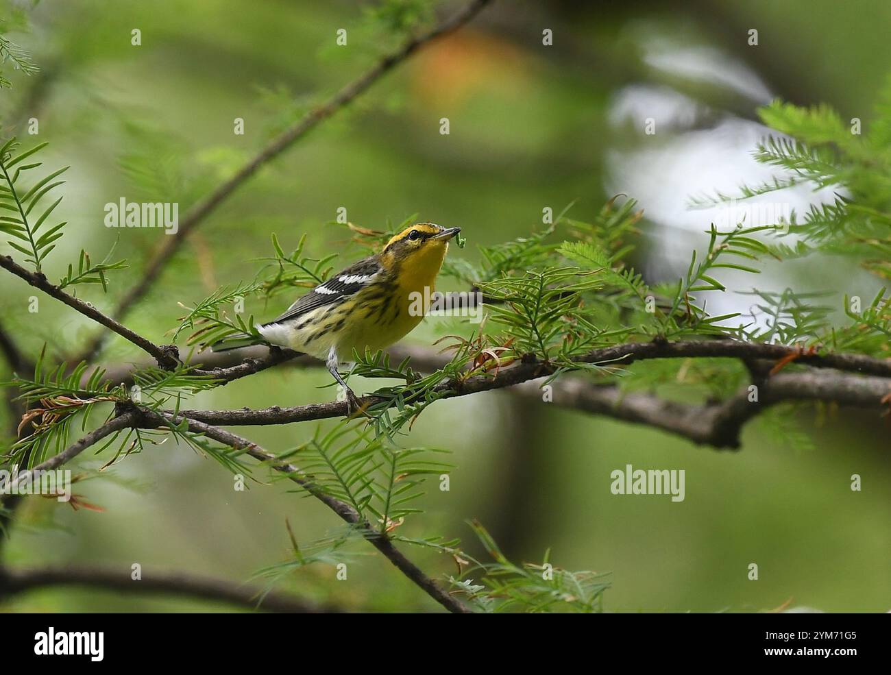 Blackburnian Warbler (Setophaga fusca Stock Photo - Alamy