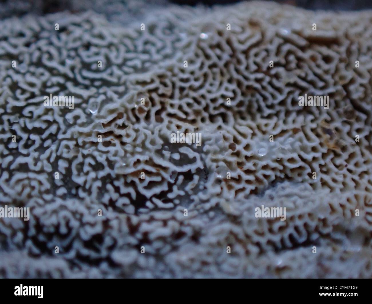 Basidiomycete Fungi (Basidiomycota Stock Photo - Alamy