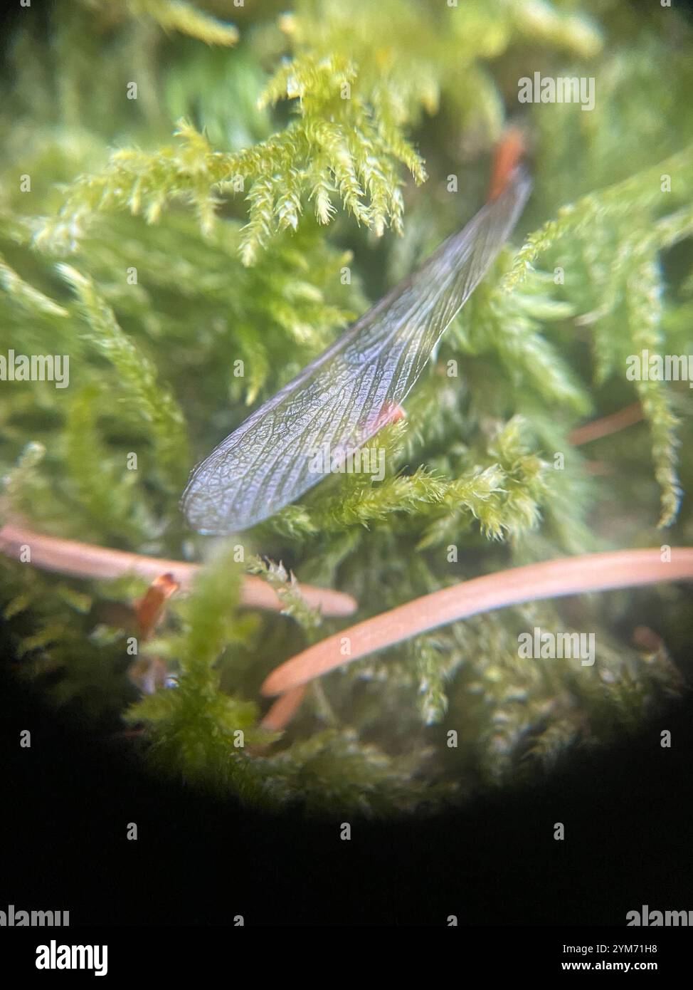 Zootermopsis hi-res stock photography and images - Alamy