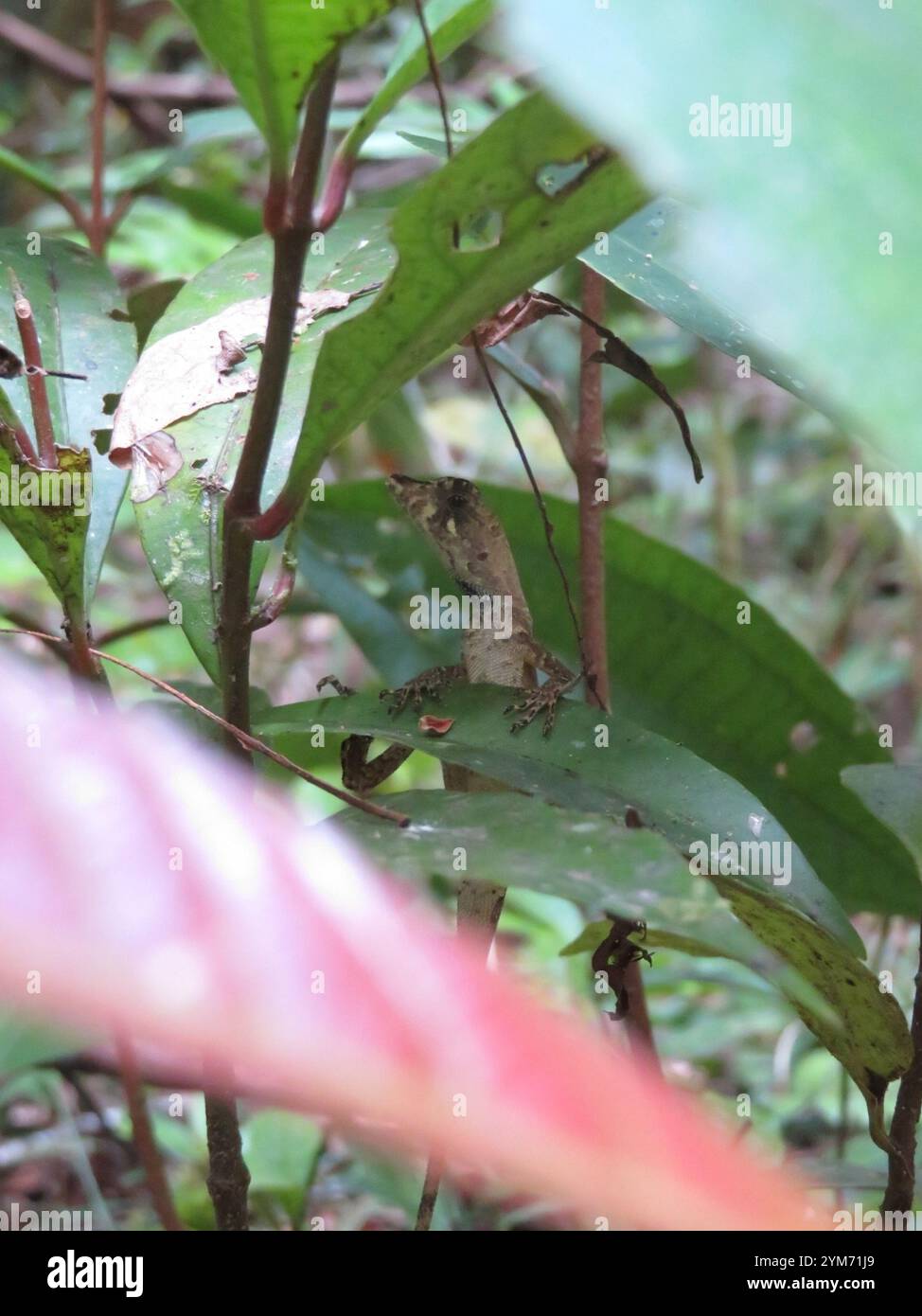 Anolis chrysolepis hi-res stock photography and images - Alamy