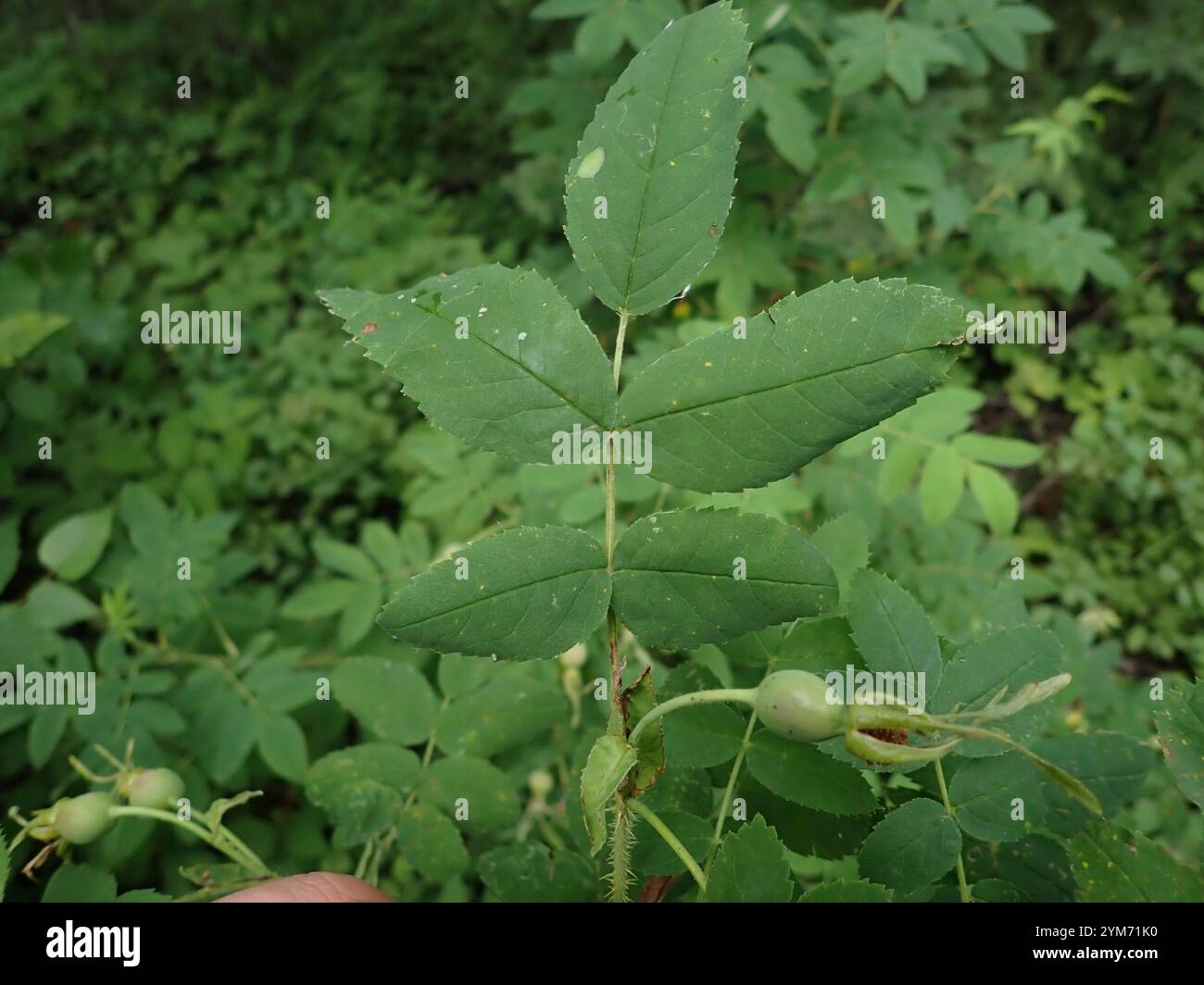 Prickly Wild Rose (Rosa acicularis Stock Photo - Alamy