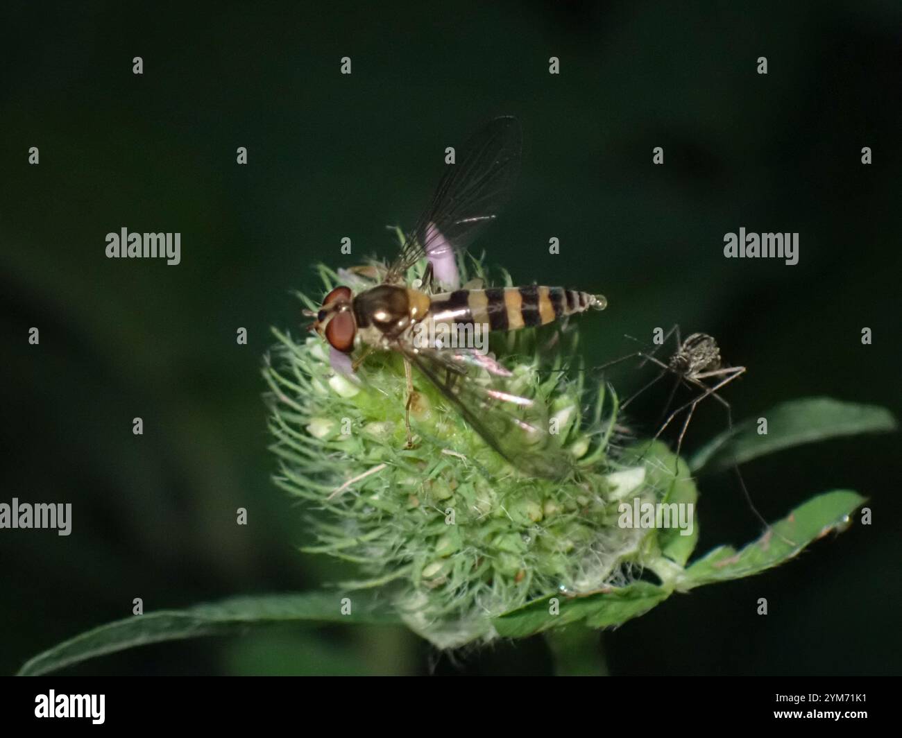 Meliscaeva cinctella hi-res stock photography and images - Alamy