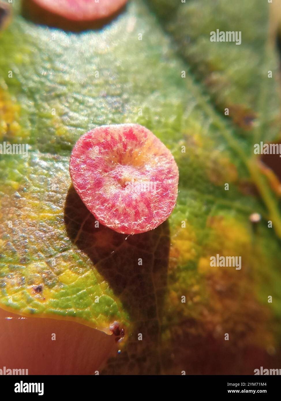 Common Spangle Gall Wasp (Neuroterus quercusbaccarum Stock Photo - Alamy