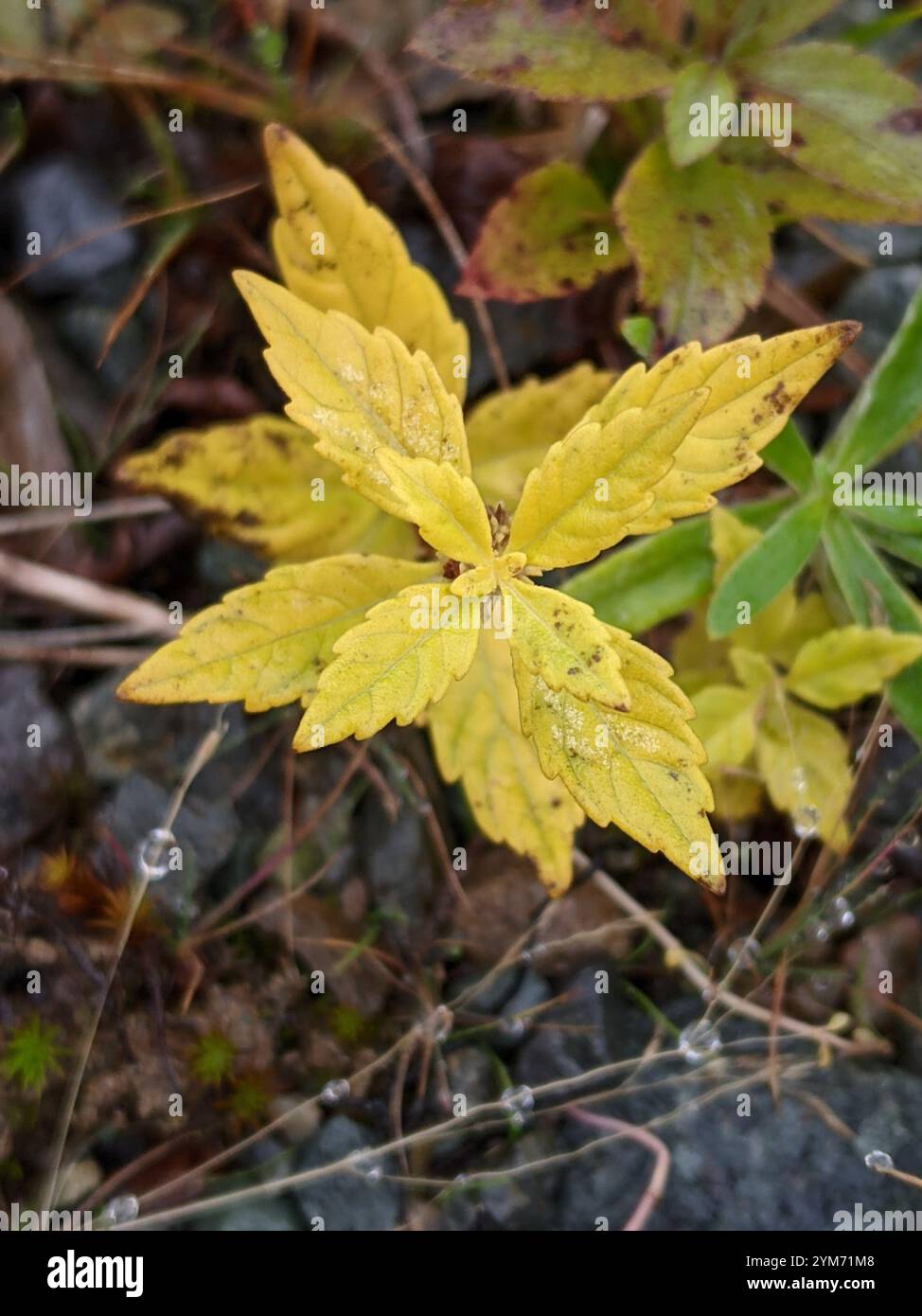 northern bugleweed (Lycopus uniflorus Stock Photo - Alamy