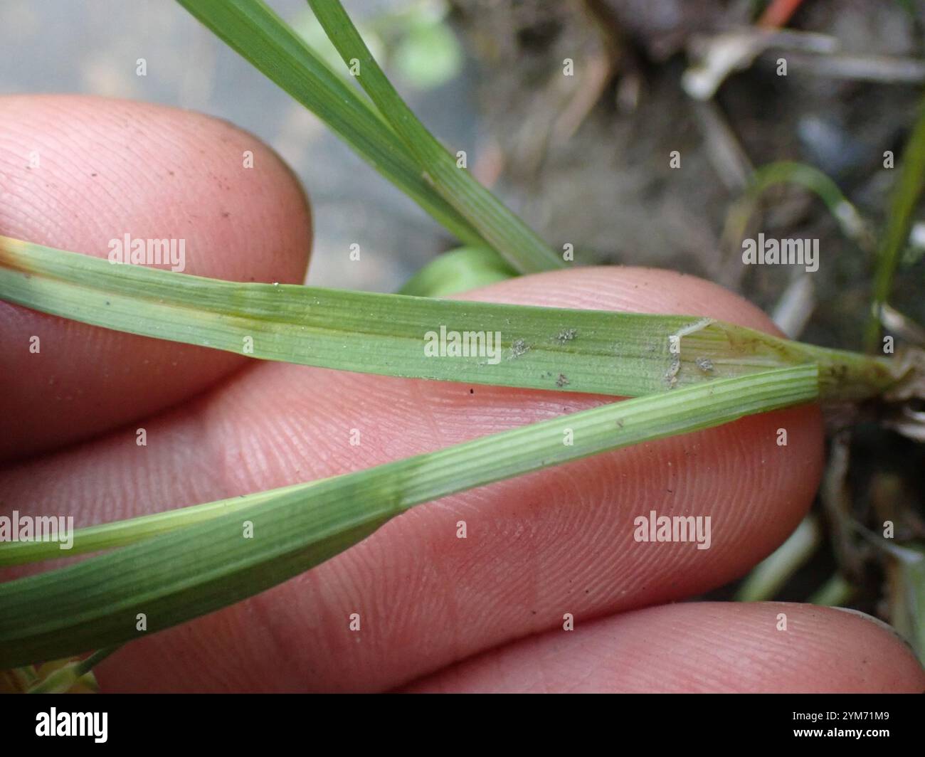 golden sedge (Carex aurea Stock Photo - Alamy