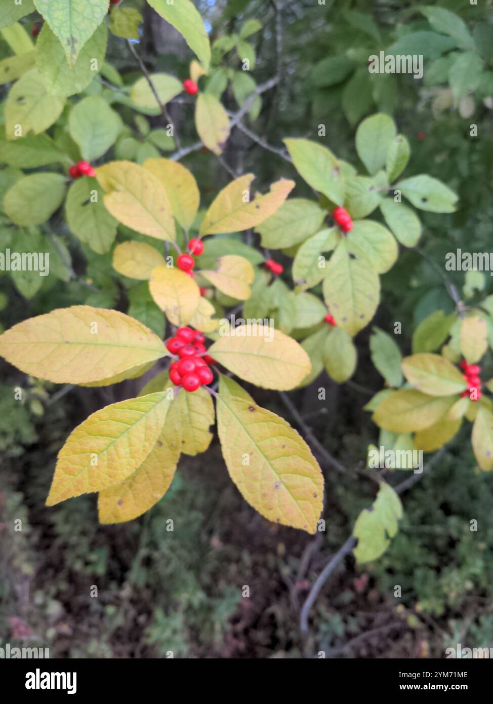 winterberry holly (Ilex verticillata Stock Photo - Alamy