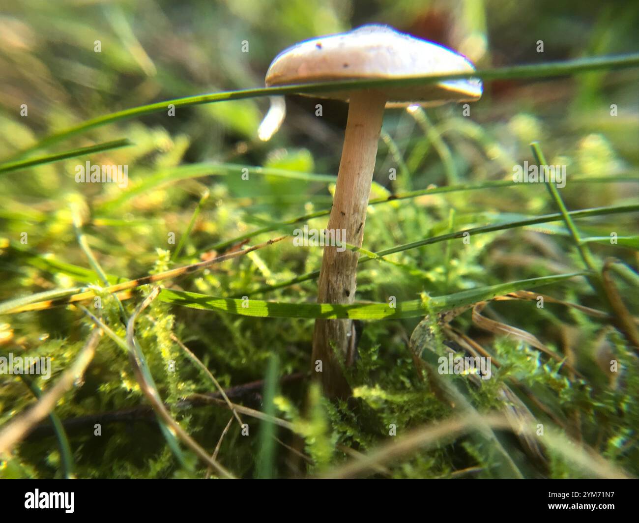 Stinking Dapperling (Lepiota cristata Stock Photo - Alamy