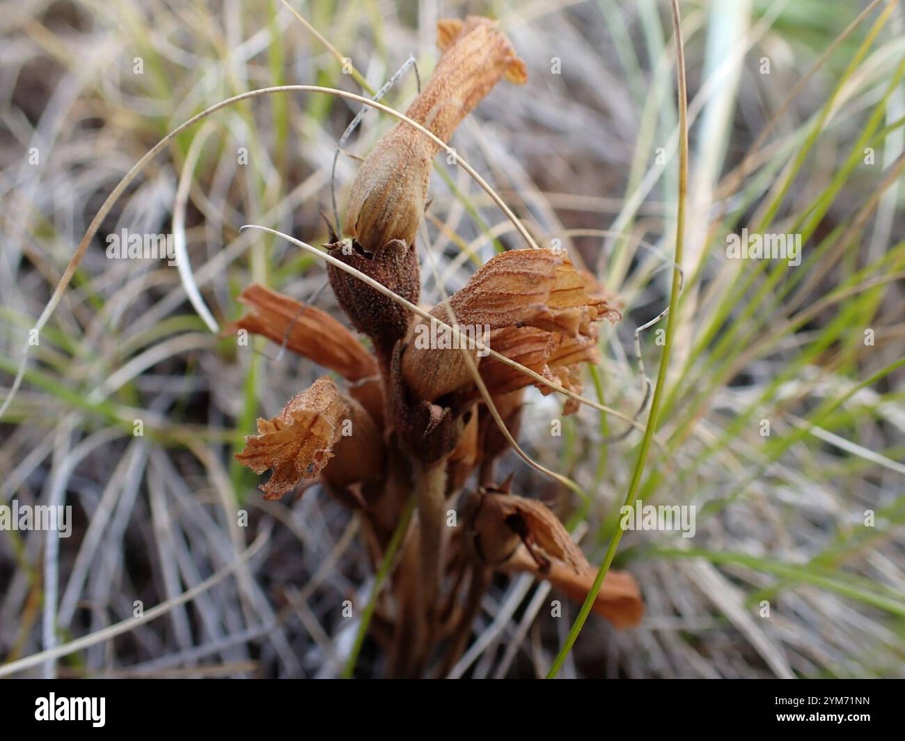 clustered broomrape (Aphyllon fasciculatum Stock Photo - Alamy