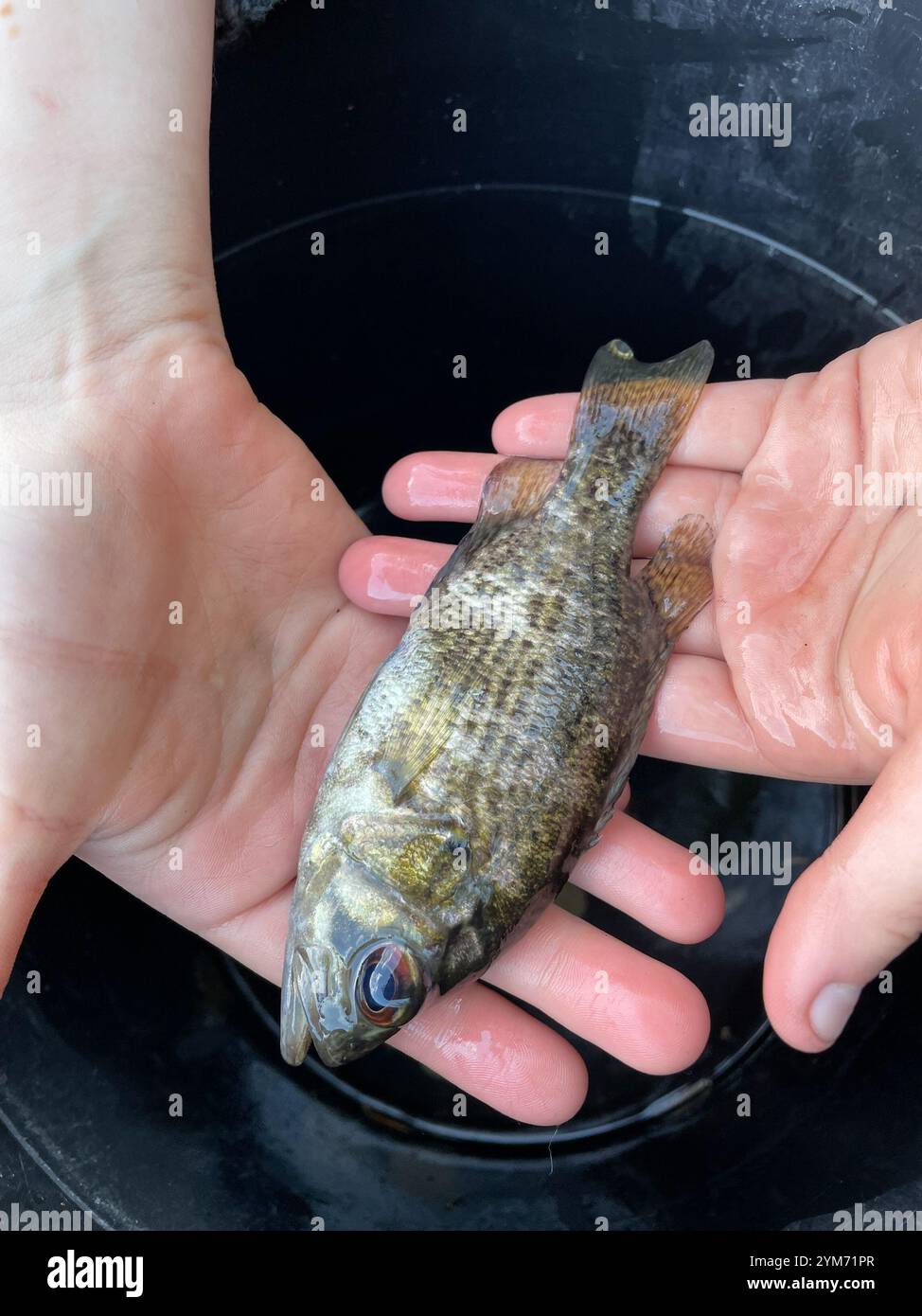 Rock Bass (Ambloplites rupestris Stock Photo - Alamy