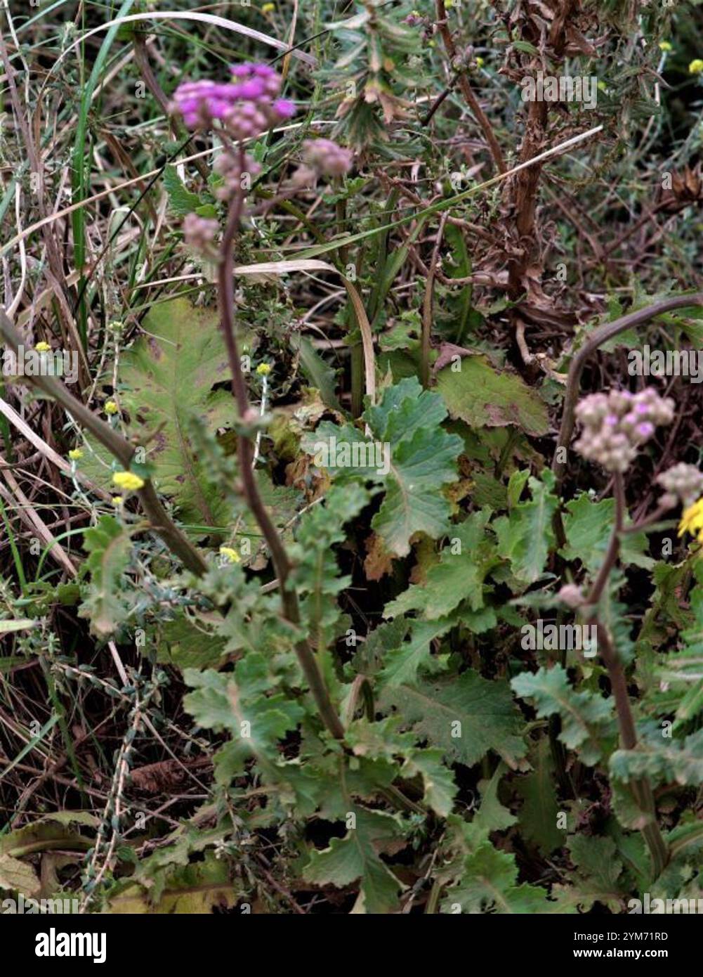 Purple Ragwort (Senecio purpureus Stock Photo - Alamy