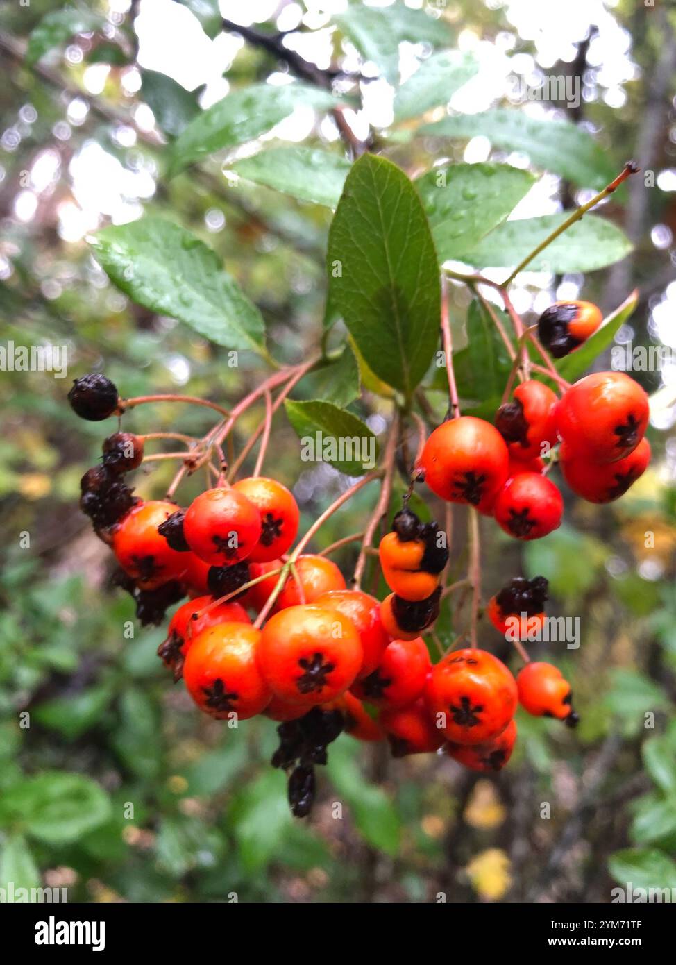Firethorn (Pyracantha coccinea Stock Photo - Alamy