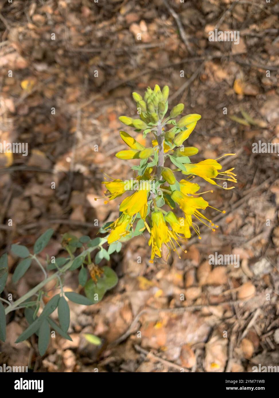 Bladderpod (Cleomella arborea Stock Photo - Alamy