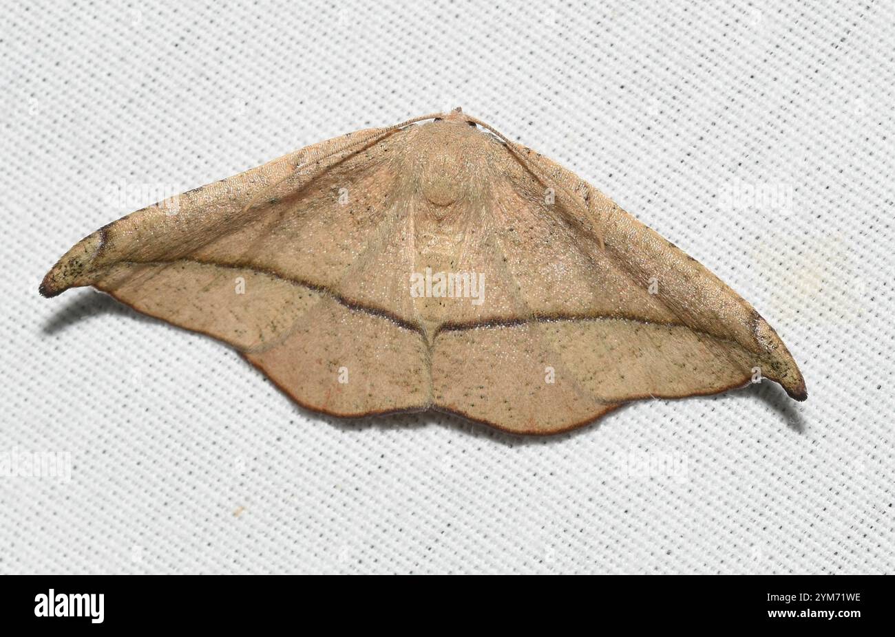Olyzonaria hi-res stock photography and images - Alamy