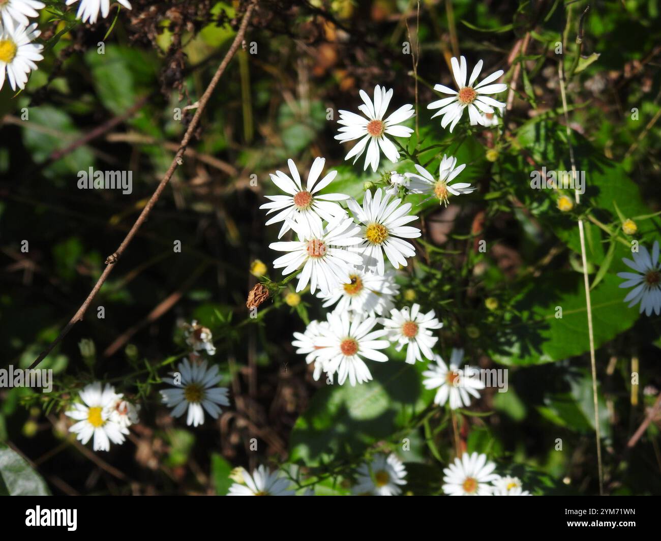 hairy white oldfield aster (Symphyotrichum pilosum Stock Photo - Alamy
