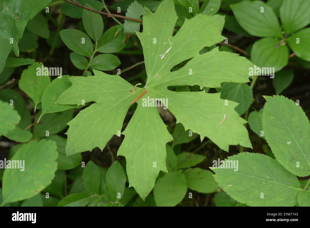 Western Sweet Coltsfoot (Petasites frigidus palmatus Stock Photo - Alamy