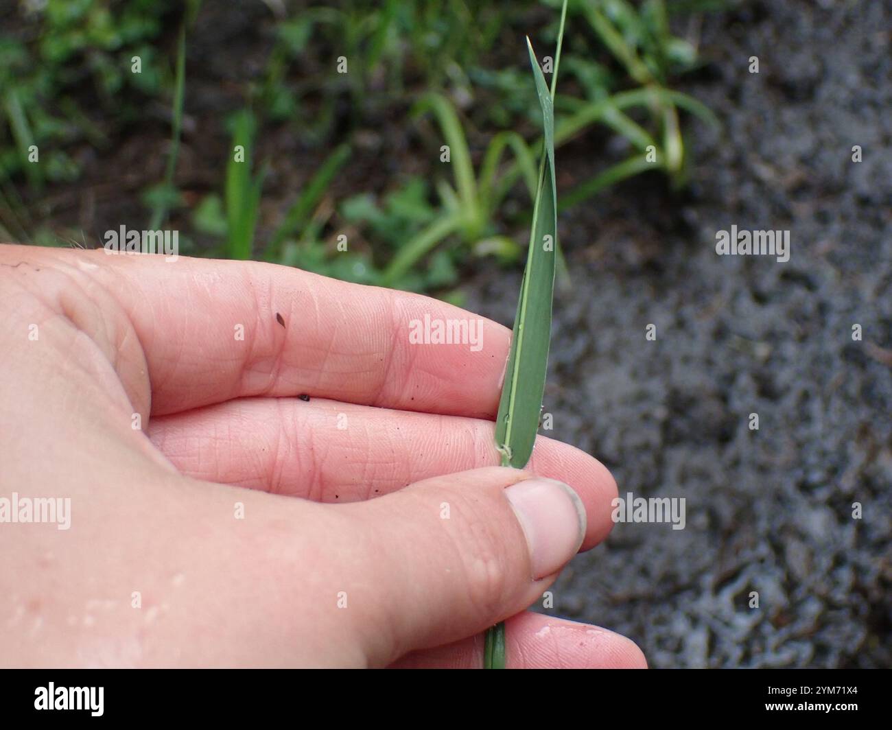 Alpine Timothy (Phleum alpinum Stock Photo - Alamy