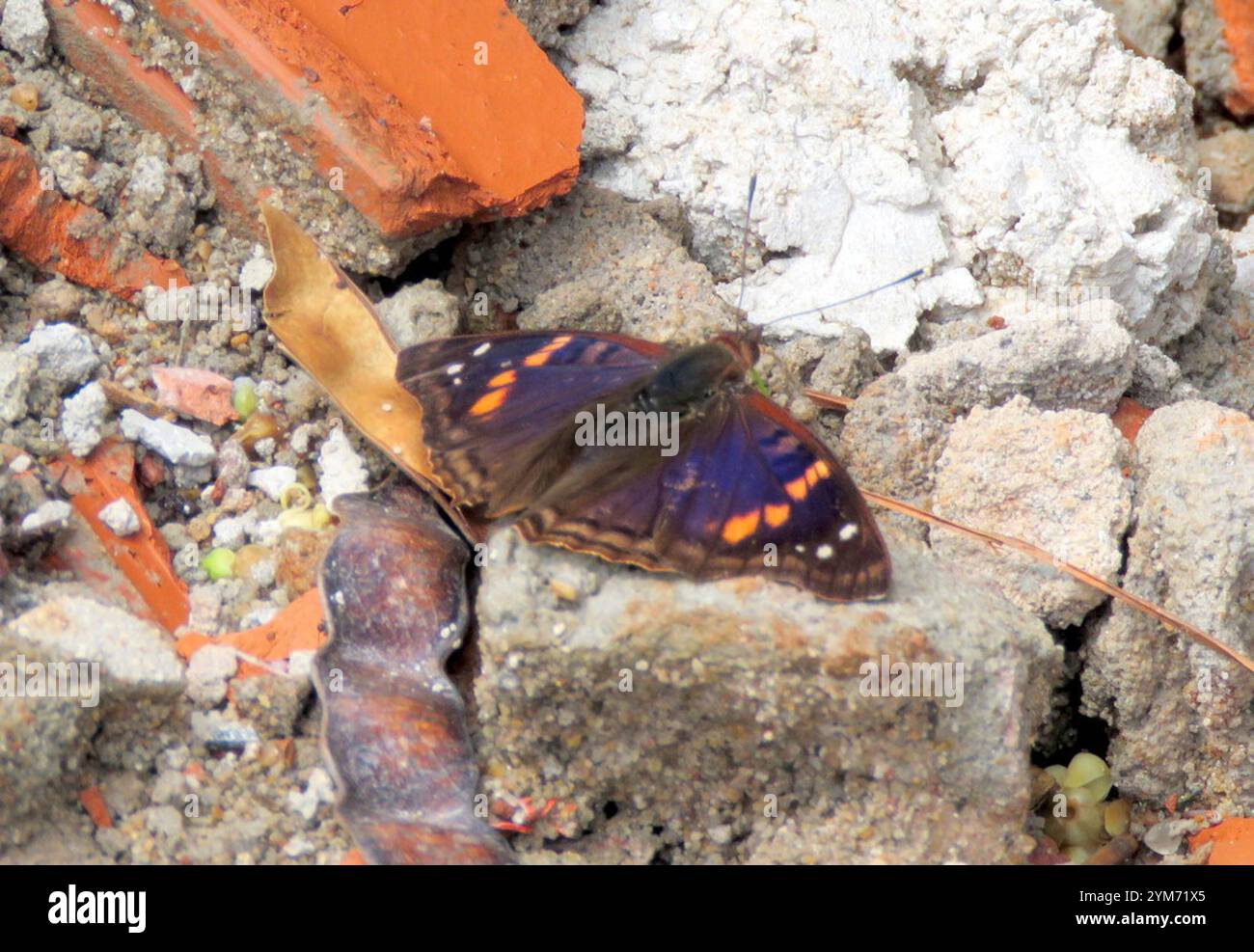 Agathina hi-res stock photography and images - Alamy