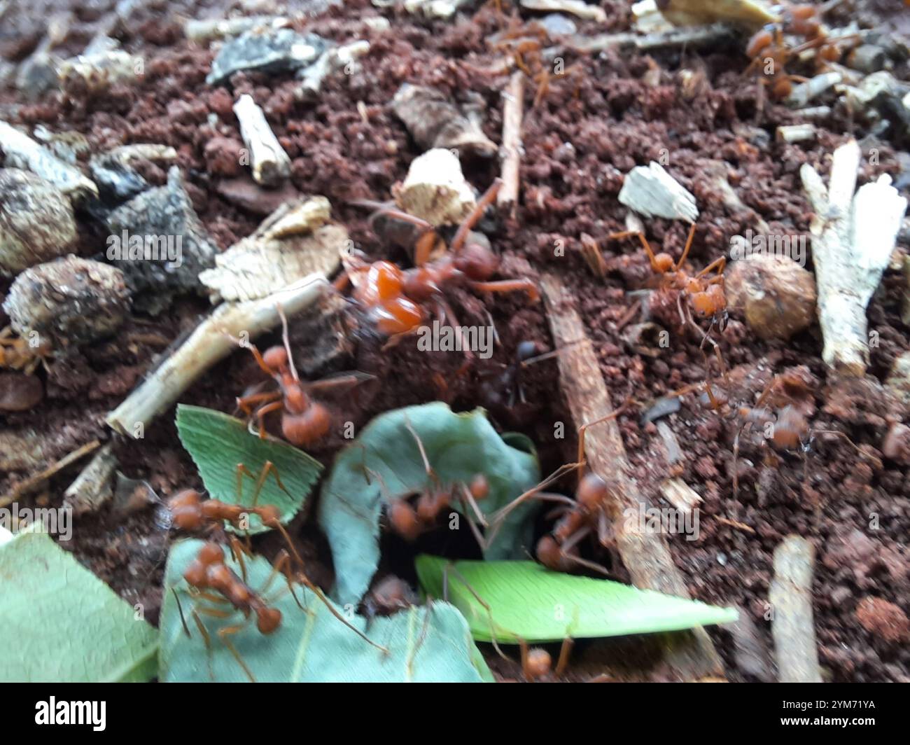 Atta Leaf-cutter Ants (Atta Stock Photo - Alamy
