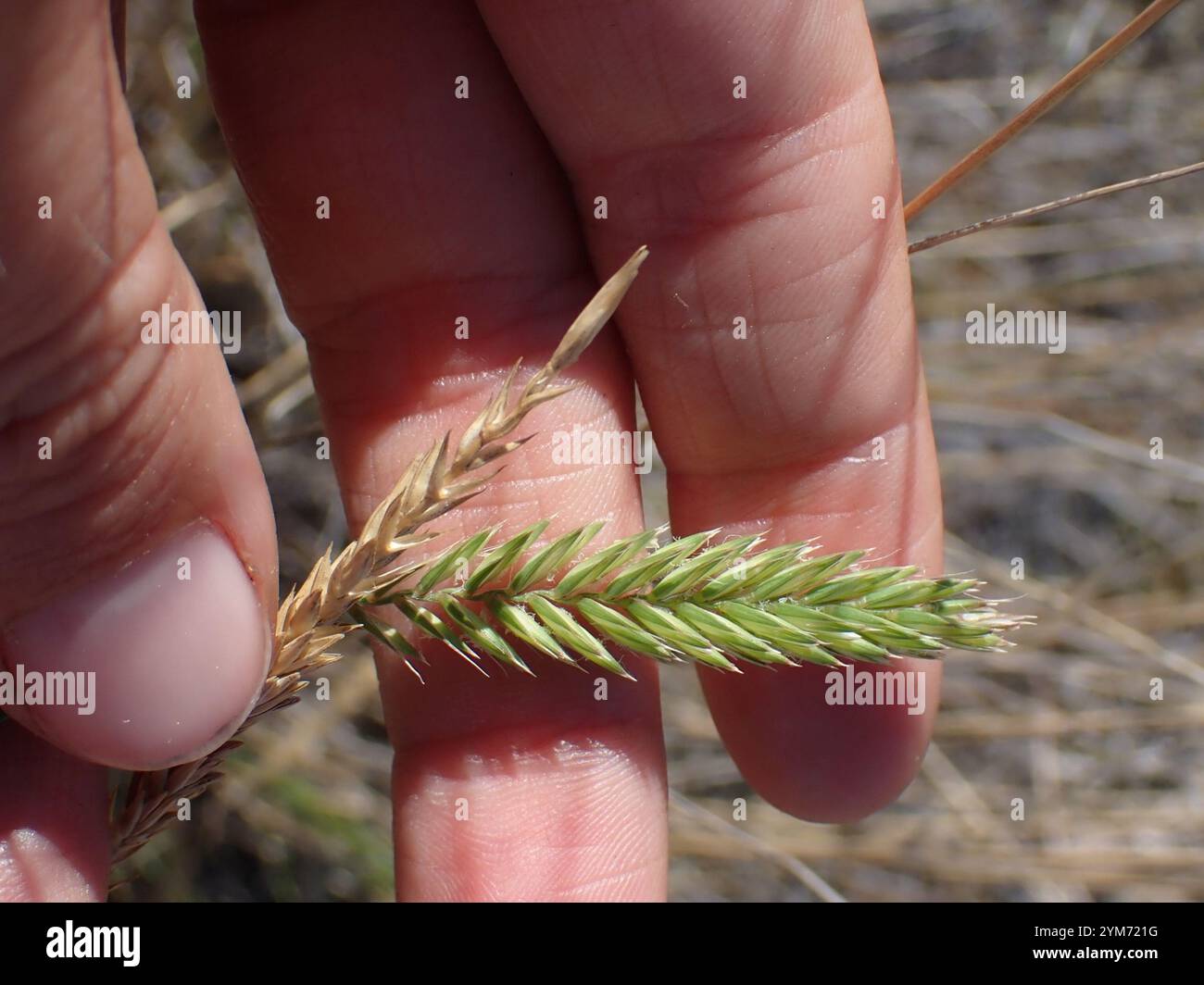 Crested Wheatgrass (Agropyron cristatum Stock Photo - Alamy